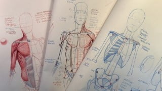 Drawing the torso: Skeleton, volumes and muscles - LiveTalent.org