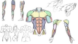 How to Draw Dynamic Anatomy - Step by Step - LiveTalent.org