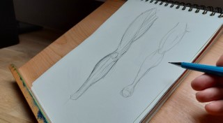 Anatomy Drawing Arms and Legs With Muscles - LiveTalent.org
